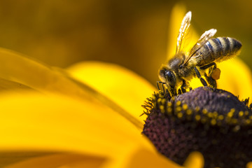 To Bee, or Not to Bee Keep on Long Island | Long Island Land Use and Zoning